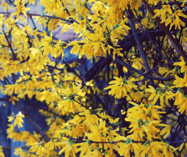 25 Best Flowering Trees & Shrubs for Year-Round Color