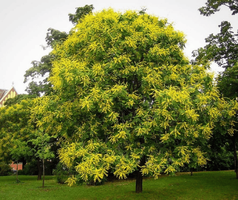 25 Best Flowering Trees & Shrubs for Year-Round Color