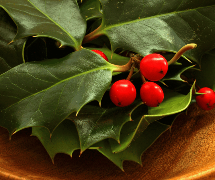 10 Popular Christmas Plants You Can Grow Indoors