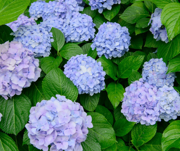 20 Most Common Poisonous Plants You Should Be Aware of