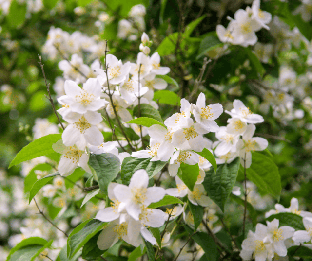 15 Fragrant Flowers That Make a Garden Smell Amazing