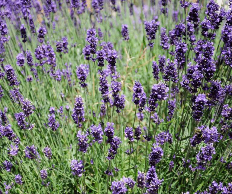 15 Fragrant Flowers That Make a Garden Smell Amazing