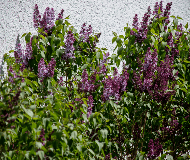 18 Purple Flowering Shrubs That Will Make Your Garden Luxurious