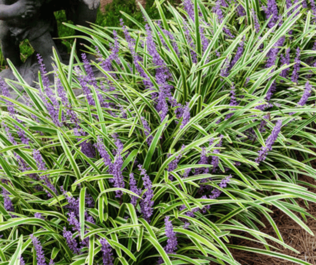 20 Low-Maintenance Ground Cover Plants to Beautify Your Yard