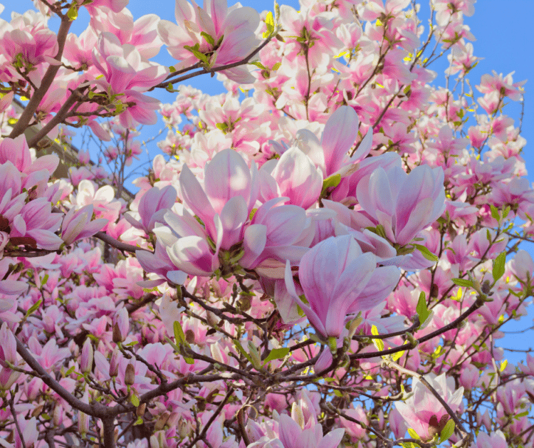 15 Fragrant Flowers That Make a Garden Smell Amazing