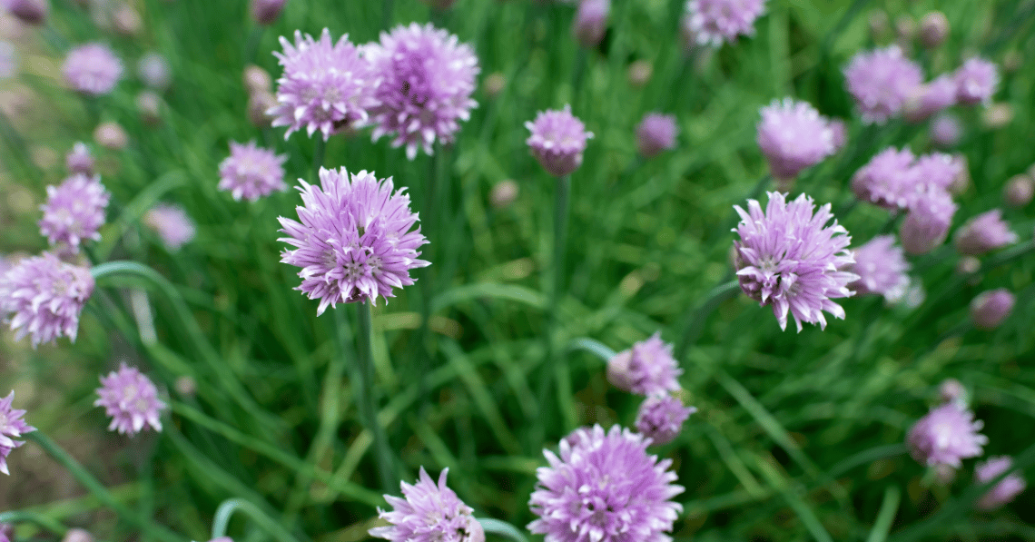 The Best Bulbs that Bloom in Spring and Attract Pollinators