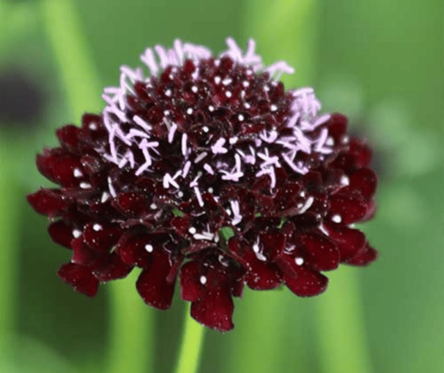 25 Gorgeous Black Flowers to Goth Up Your Garden