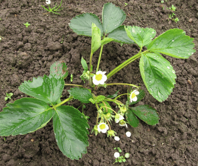27 Best Tips For Successfully Growing Strawberries