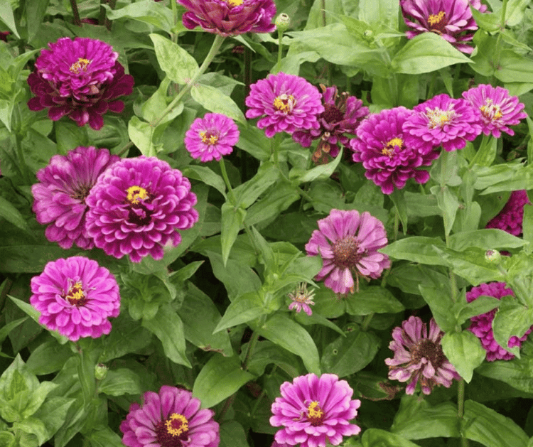 23 Best Zinnia Varieties You Should Grow in Your Garden