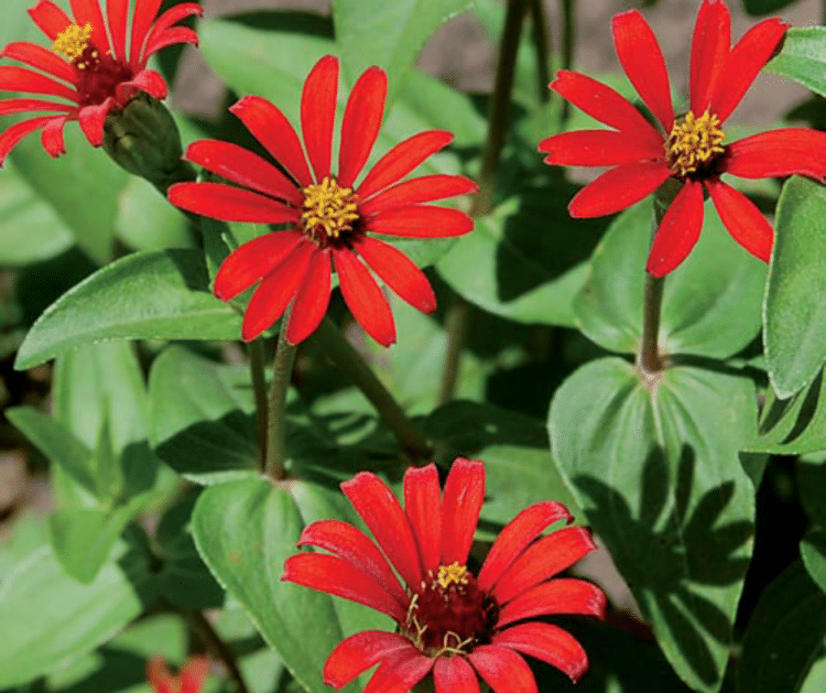 23 Best Zinnia Varieties You Should Grow in Your Garden