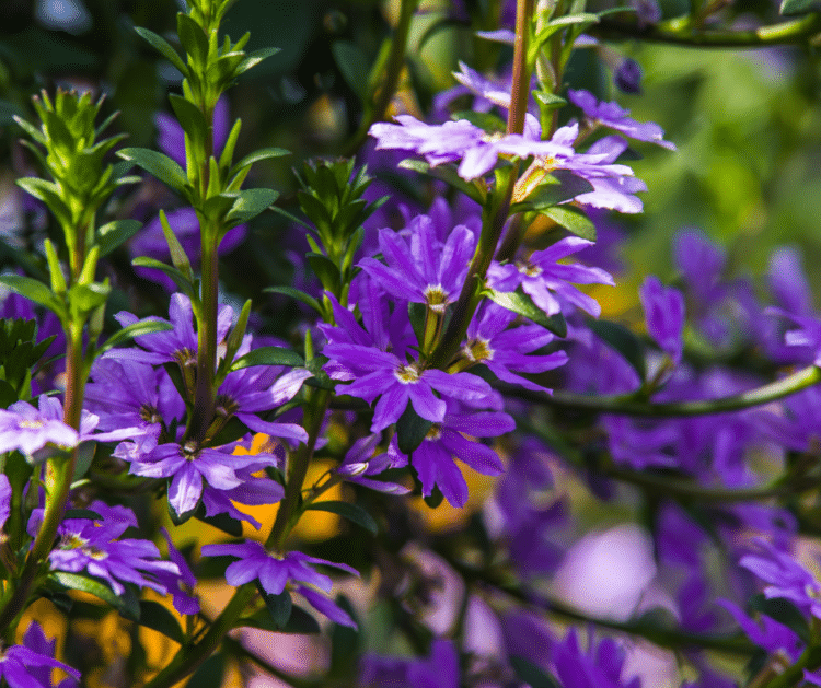 12 Best Spillover Plants for Your Container Garden