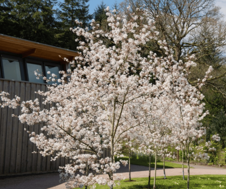 25 Best Flowering Trees & Shrubs for Year-Round Color