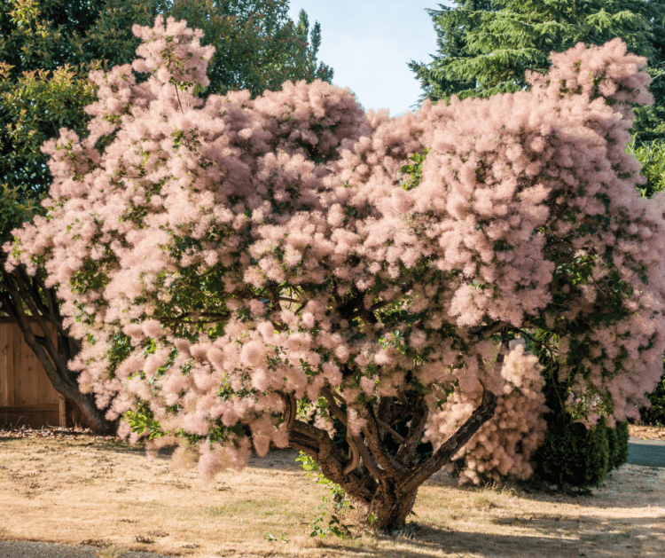 25 Best Flowering Trees & Shrubs for Year-Round Color