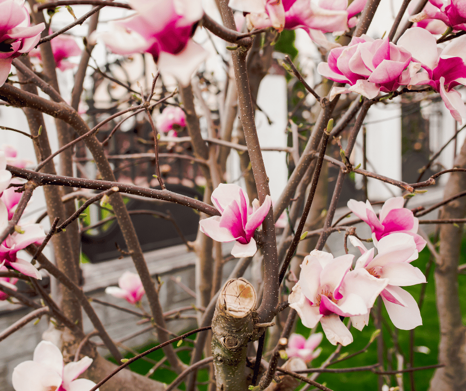 25 Best Flowering Trees & Shrubs for Year-Round Color