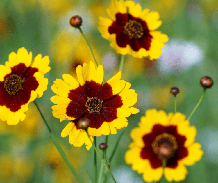 14 Perennials that Will Bloom in Your Garden Every Year
