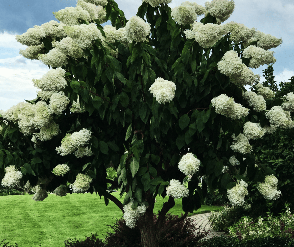 25 Best Flowering Trees & Shrubs for Year-Round Color
