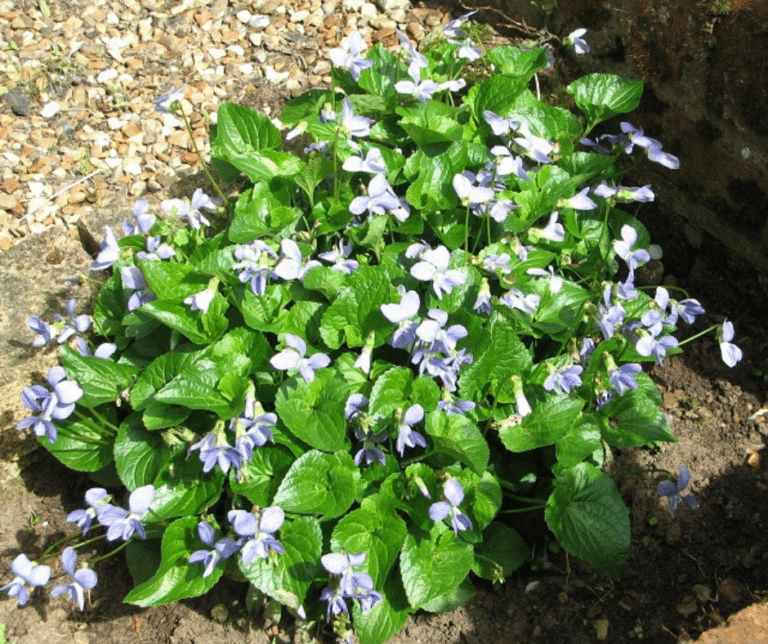 20 Low-Maintenance Ground Cover Plants to Beautify Your Yard