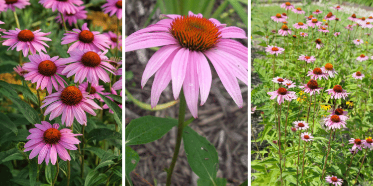 How to Grow and Care for Coneflower