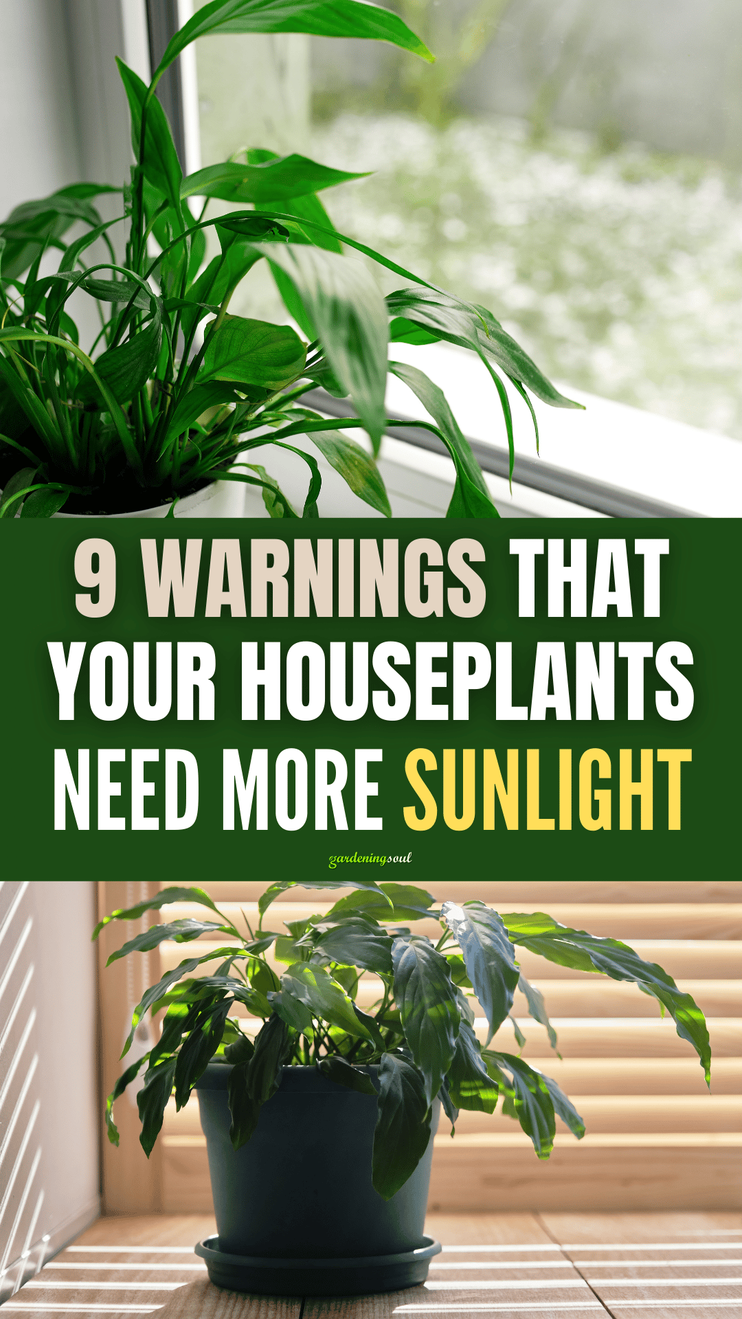 9 Warnings That Your Houseplants Need More Sunlight