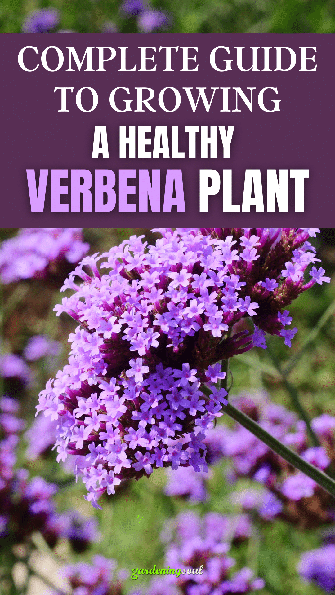 Complete Guide to Growing a Healthy Verbena Plant