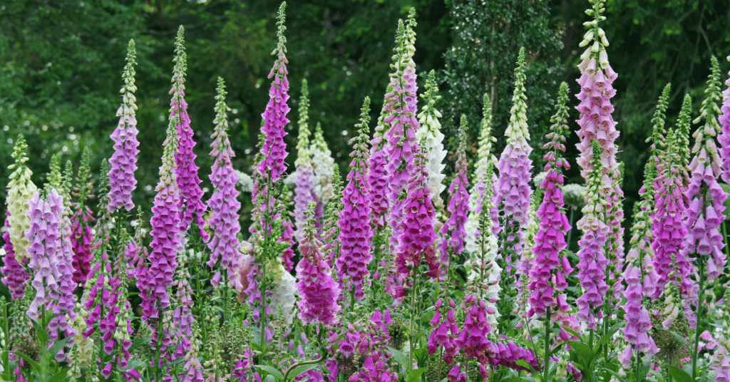 30 Poisonous Flowers To Watch Out For