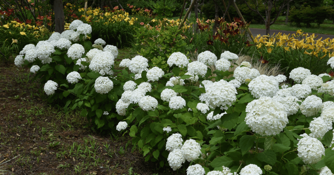 30 Poisonous Flowers To Watch Out For