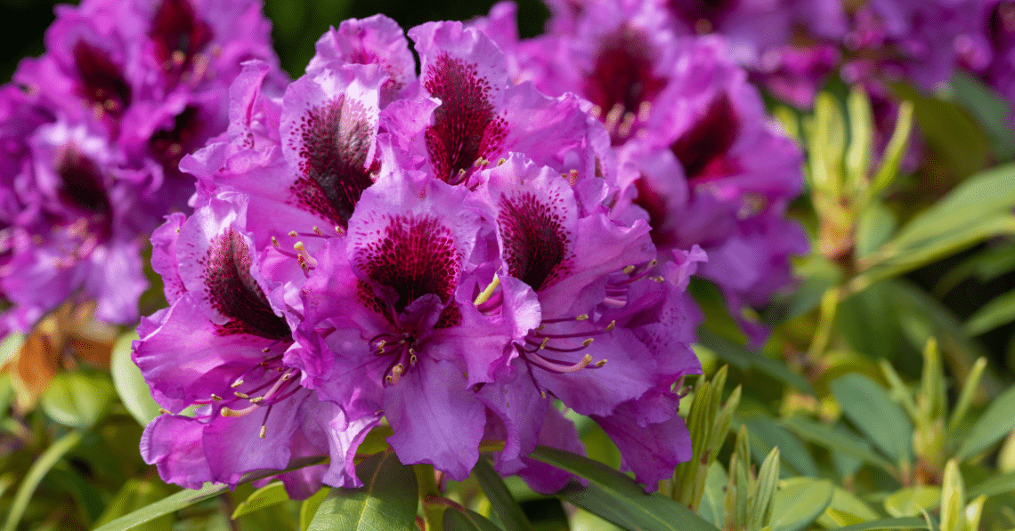 30 Poisonous Flowers To Watch Out For