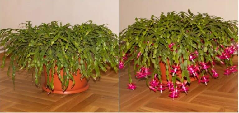 How to Make Your Christmas Cactus Bloom All Holiday Season Long