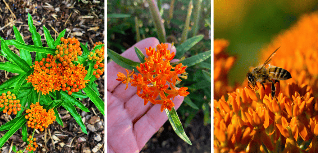 How to Grow Butterfly Weed in Your Garden