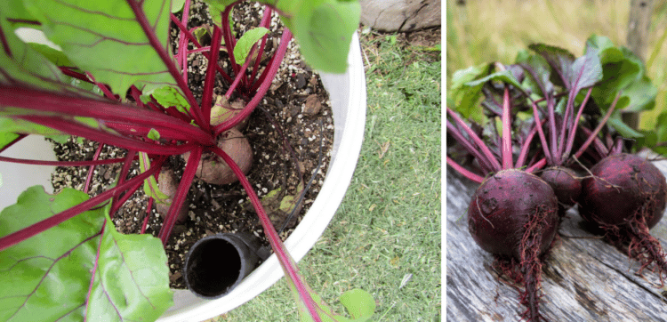 How to Successfully Grow Beets in Containers