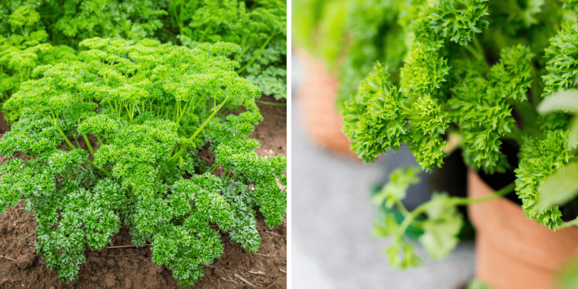 A Guide to Growing Parsley Indoors or Outdoors