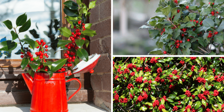 How to Grow the Best Holly Tree in a Container