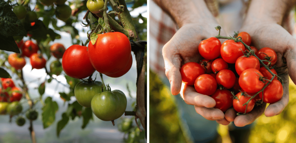 10 Reasons Why You Should Be Eating More Tomatoes