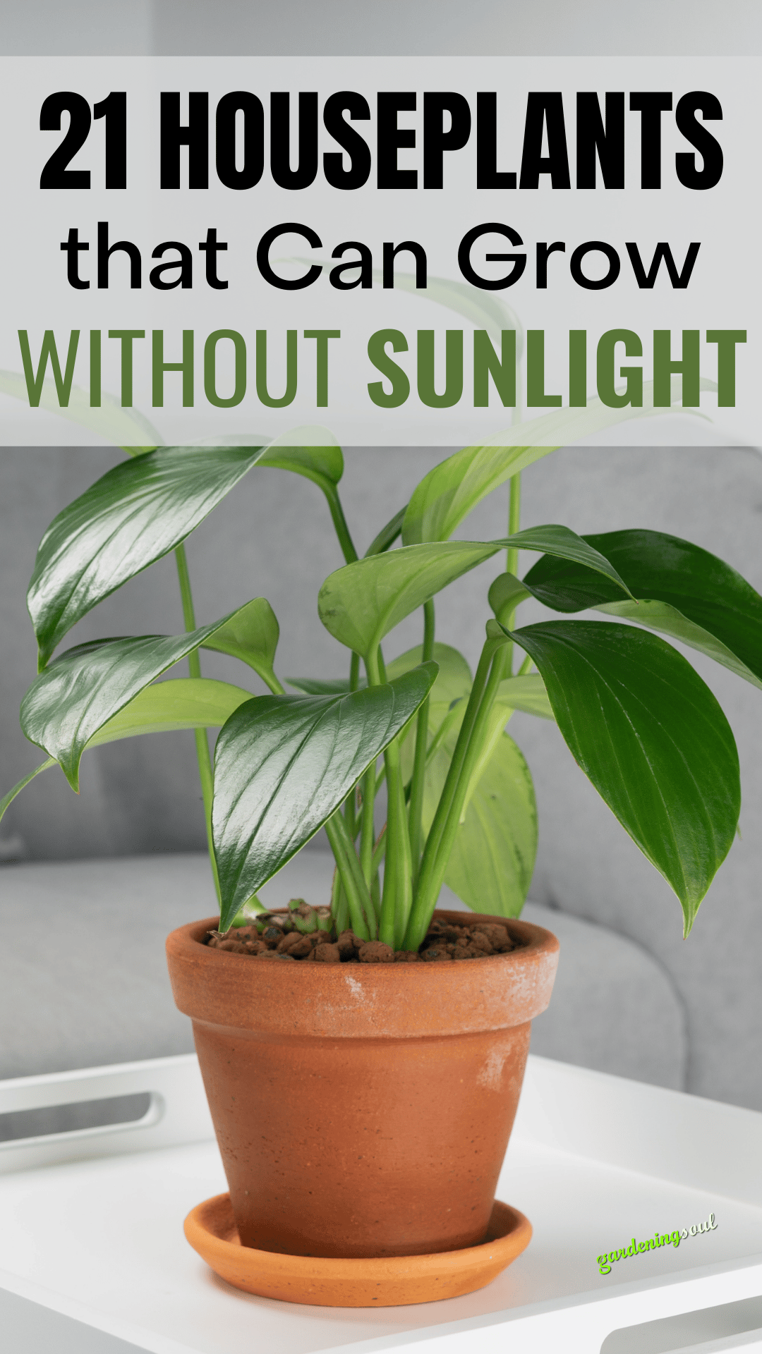21 Houseplants that Can Grow Without Sunlight