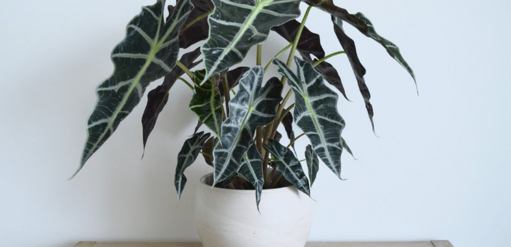 10 Plants With The Best Shiny Leaves