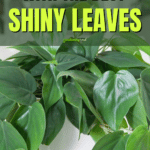 10 Plants With The Best Shiny Leaves