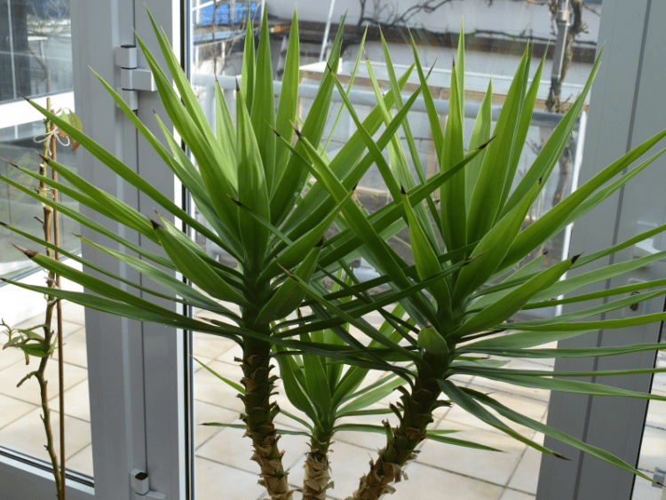 Best Trees to Unlock the Beauty of Growing Trees Indoors