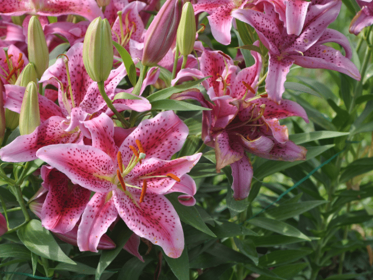Grow and Care for Stargazer Lilies: A Guide for Gardeners
