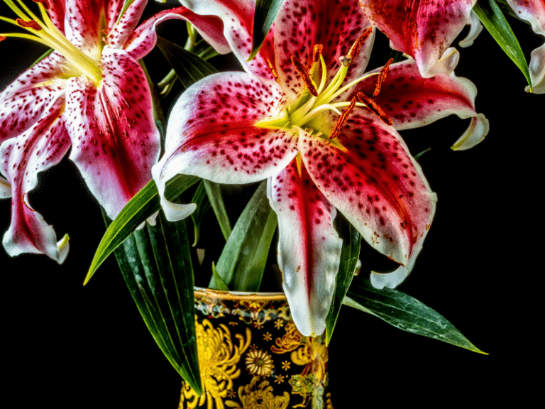 Grow and Care for Stargazer Lilies: A Guide for Gardeners