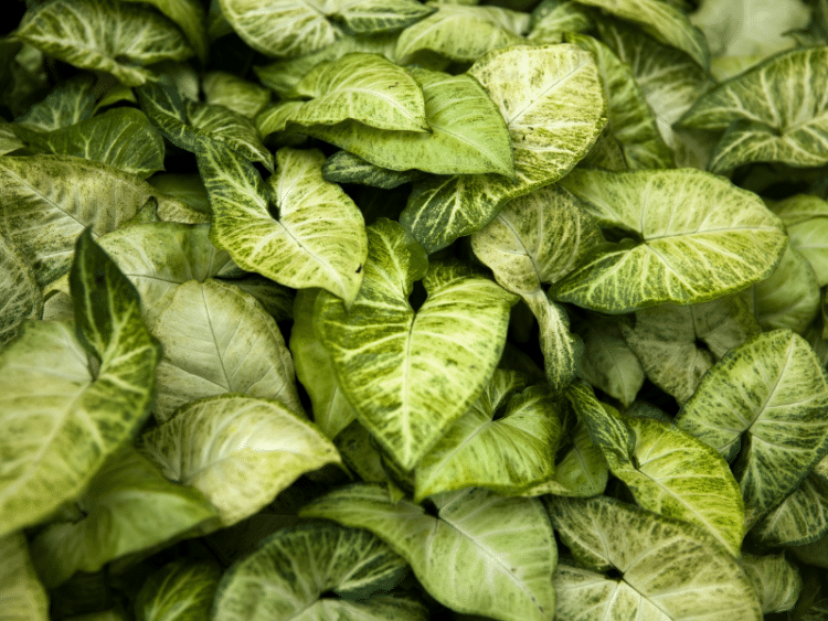 Unlock the Beauty of Your Home with an Arrowhead Plant!