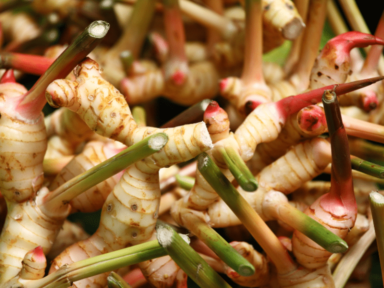 Grow Your Own Ginger Plant: A Step-by-Step Guide