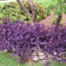 How to Grow and Care For Purple Heart Plant