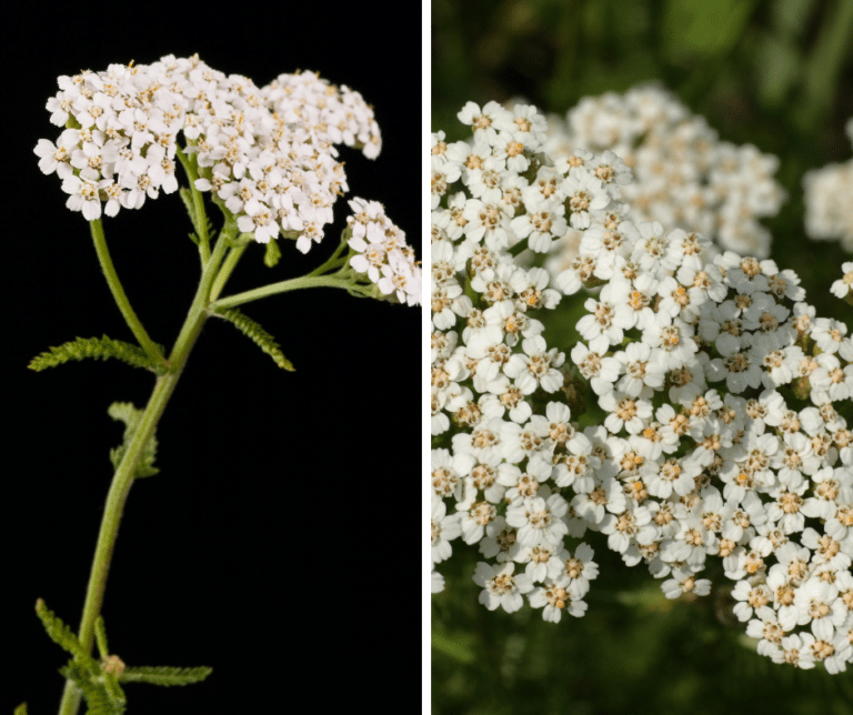 The Many Uses and Benefits of Yarrow: A Healing Herb
