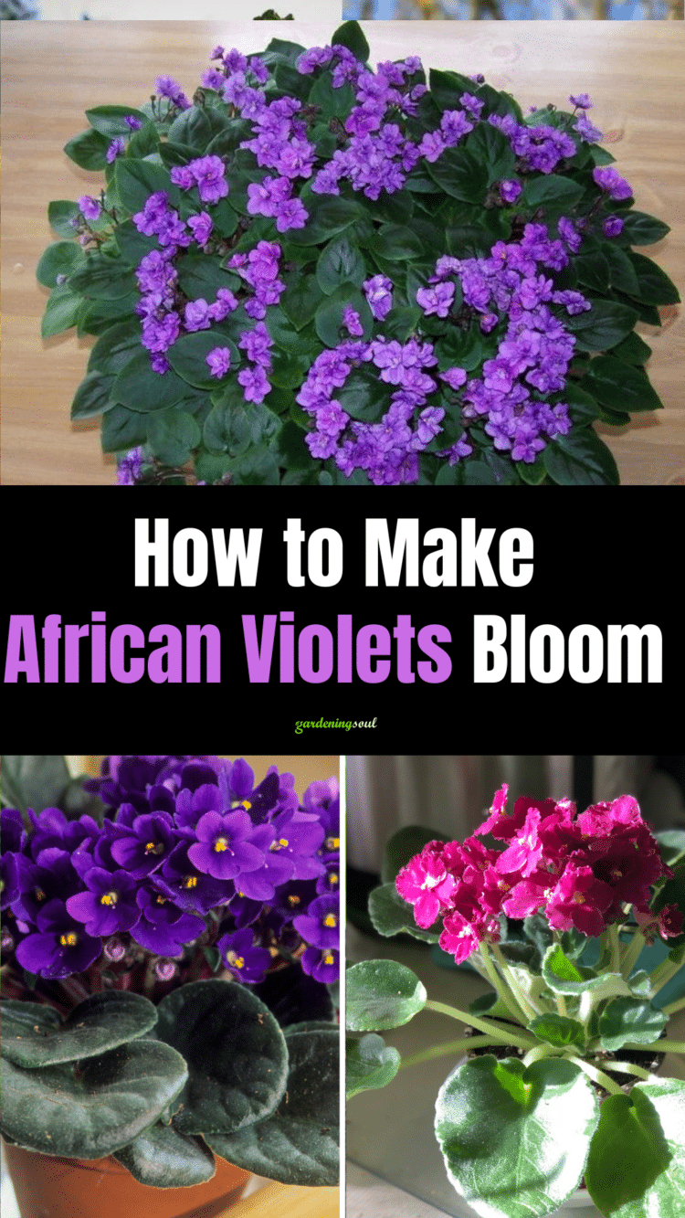 How to Make African Violets Bloom