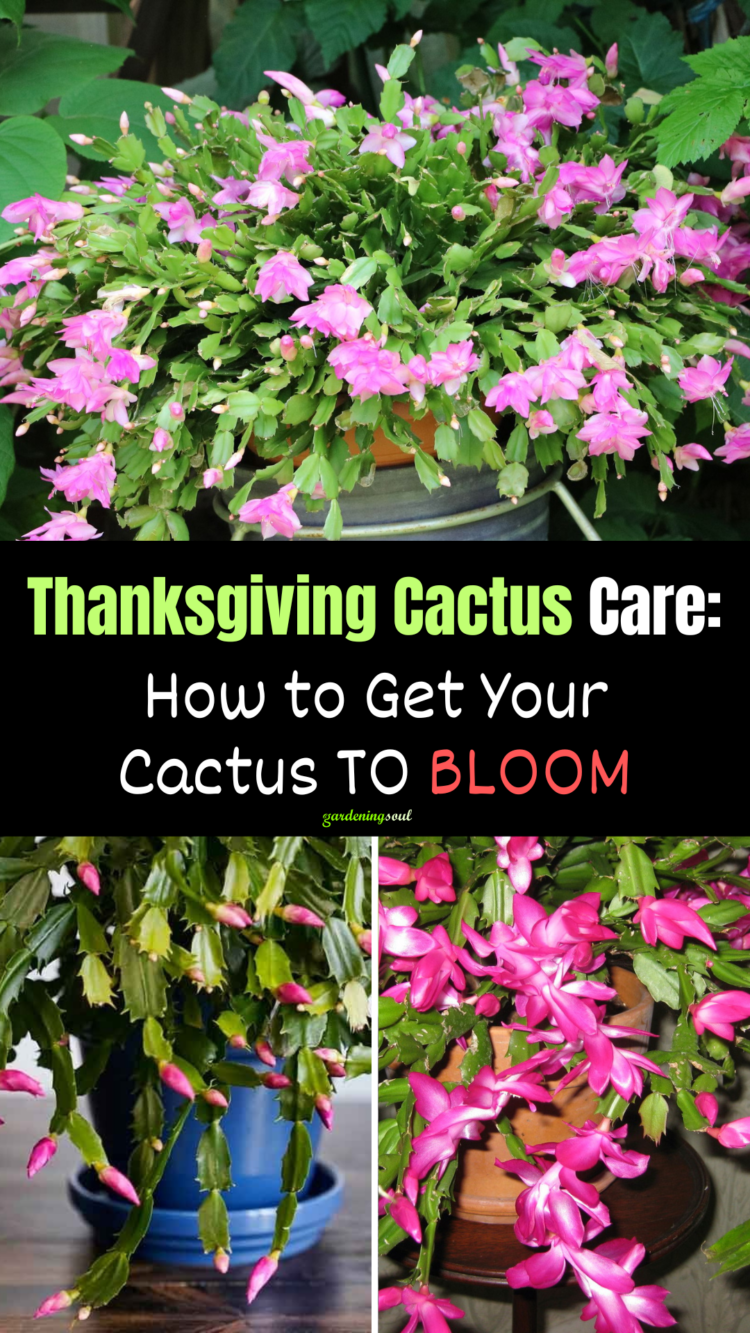 Thanksgiving Cactus Care: How to Get Your Cactus to Bloom