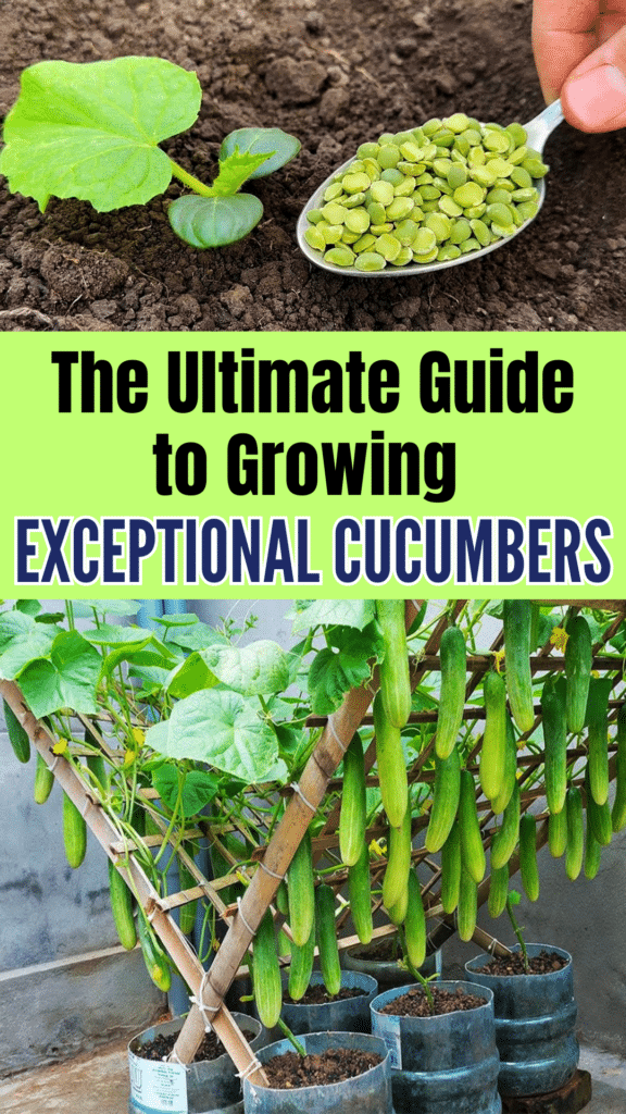 The Ultimate Guide To Growing Exceptional Cucumbers