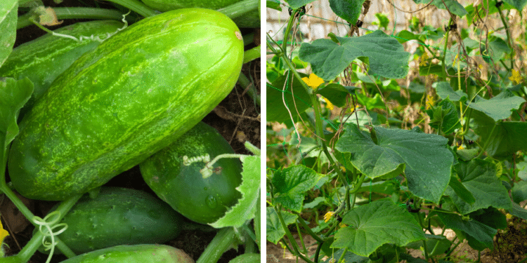 The Ultimate Guide To Growing Exceptional Cucumbers