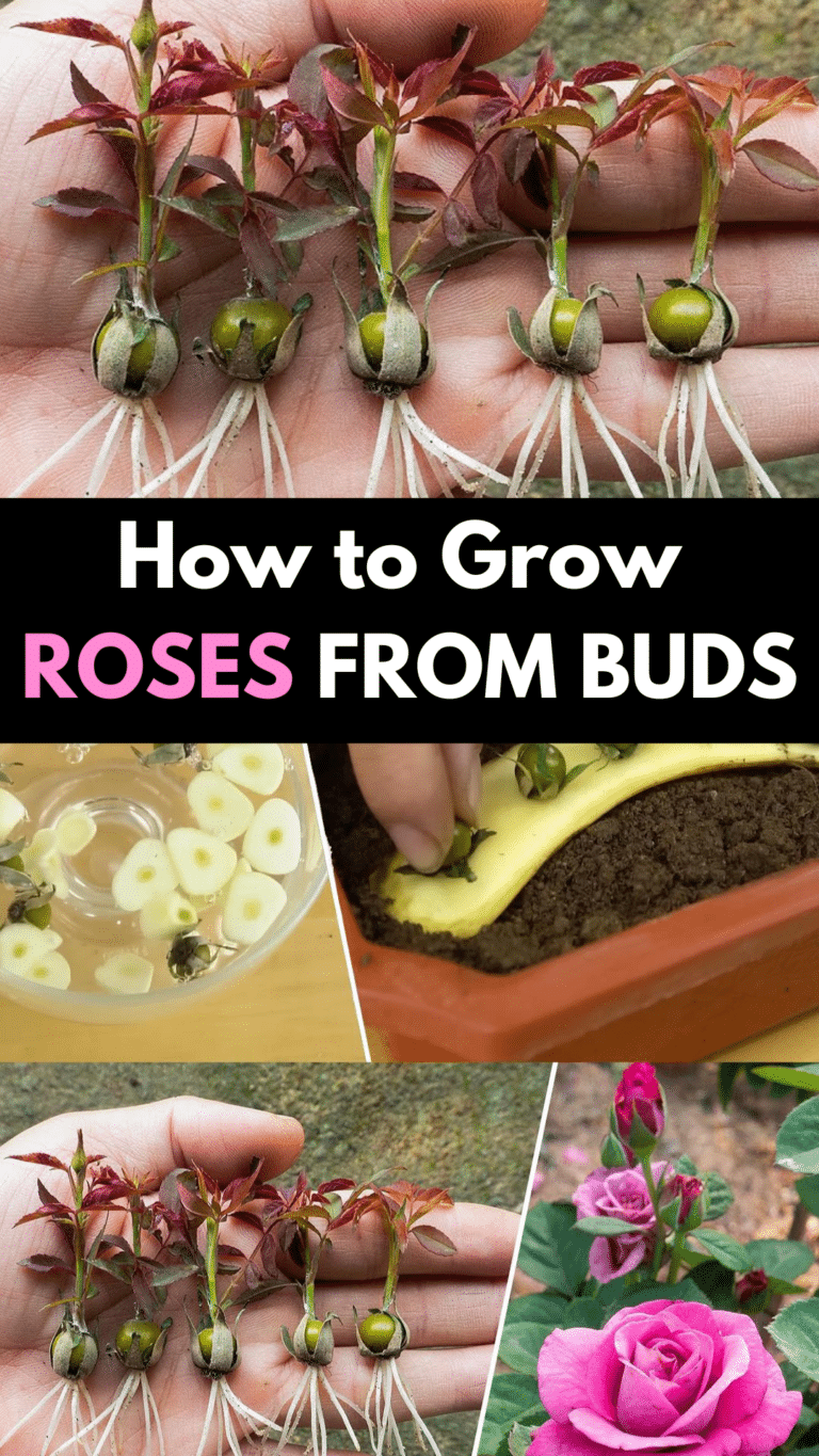 How to Grow Roses from Buds