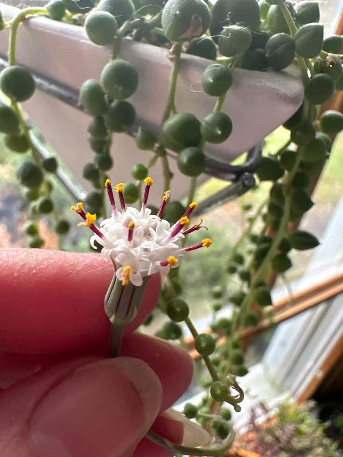 How to Make a String Of Pearls to Bloom (Highly Fragrant & Rare)