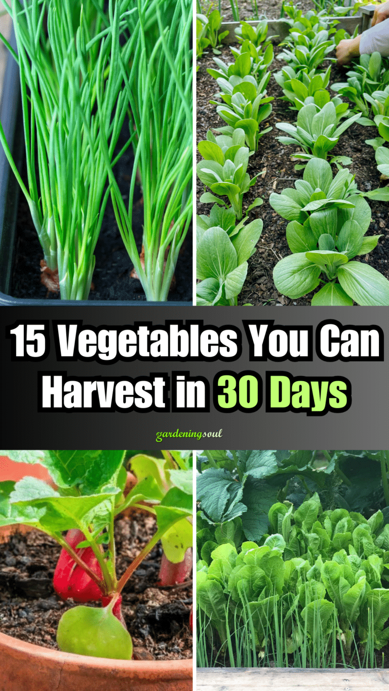 15 Vegetables You Can Harvest in 30 Days